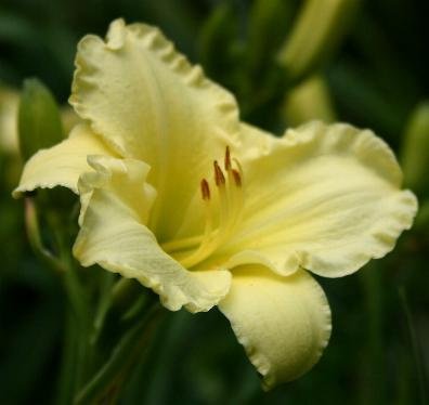 Hemerocallis 'Poogie' | Poogie Daylily | plant lust