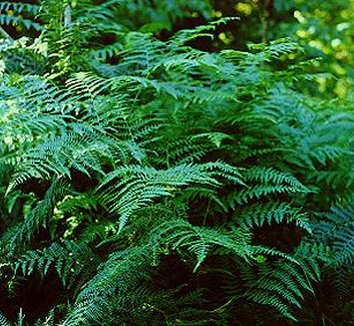 Pteridium from multiple nurseries on Plant Lust