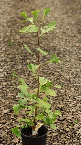 Ginkgo biloba 'Elmwood' | Ginkgo 'Elmwood Fastigiate' | Ginkgo biloba ...