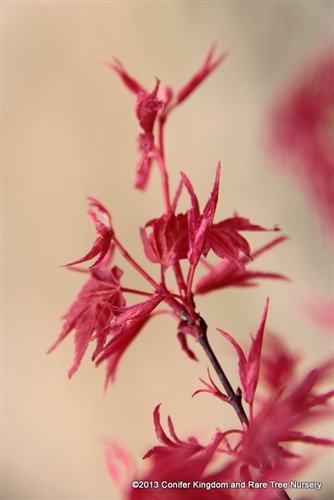 Acer palmatum 'Yama Hime' | Yama Hime Japanese Maple | plant lust