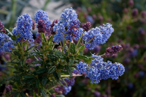 Ceanothus 'Concha' | Chonca California Mountain Lilac | Concha ...