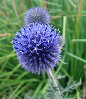 Echinops ritro ssp. ruthenicus | Echinops ritro var. ruthenicus | Globe ...