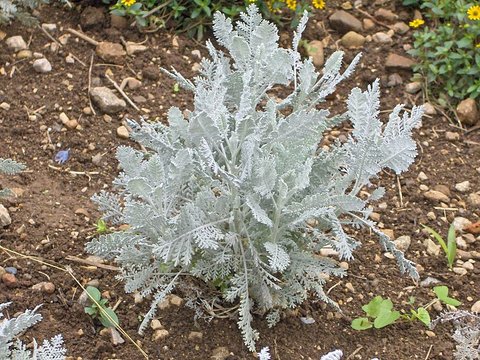 Tanacetum ptarmiciflorum | Silver Lace Bush | plant lust