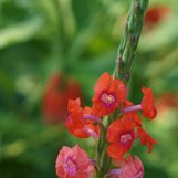 Stachytarpheta mutabilis | Coral Porterweed | Orange Porterweed | Pink ...