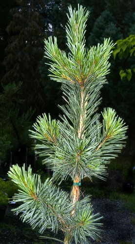 Pinus flexilis 'Vanderwolf's Pyramid' | Pinus flexilis 'Vanderwolf ...
