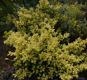 Ilex serrata 'Koshobai' | Finetooth Holly | Japanese Winterberry ...