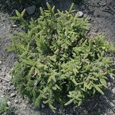 Picea abies 'Nidiformis' | Picea abies 'Nudiform' | Nidiformis Bird's ...