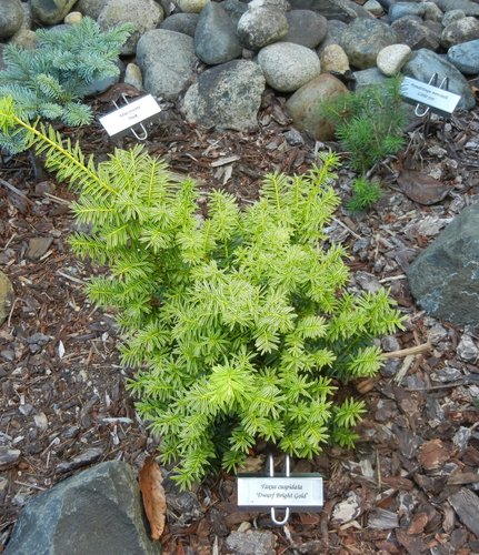 Taxus cuspidata 'Dwarf Bright Gold' | | plant lust
