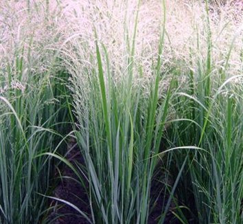 Panicum from multiple nurseries on Plant Lust