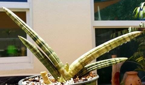 Sansevieria cylindrica 'Boncel' | | plant lust