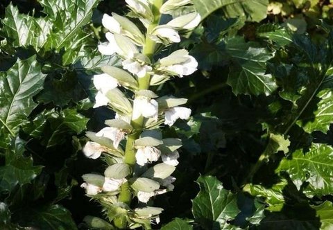 Acanthus mollis 'Rue Ledan' | Acanthus hybrid 'Rue Leden' | Acanthus ...