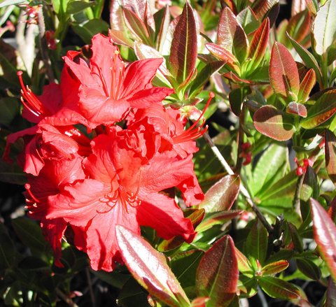 Arneson Flame Azalea | Azalea 'Arneson Flame' | plant lust