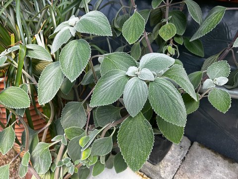 Plectranthus argentatus 'Silver Shield' | Plectranthus 'Silver Shield ...