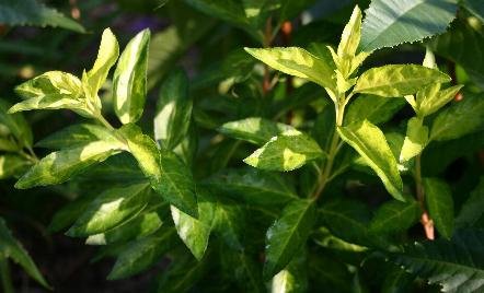 Forsythia 'Fiesta' | Forsythia x 'Fiesta' | Forsythia x intermedia ...