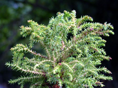 Cryptomeria japonica 'Ryoku Gyoku' | Cryptomeria 'Ryoku Gyoku ...