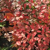 Stewartia sinensis | Stewartia gemmata | Chinese Stewartia | plant lust