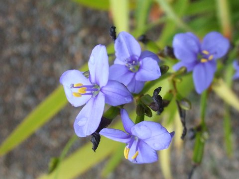 Aristea ecklonii | plant lust