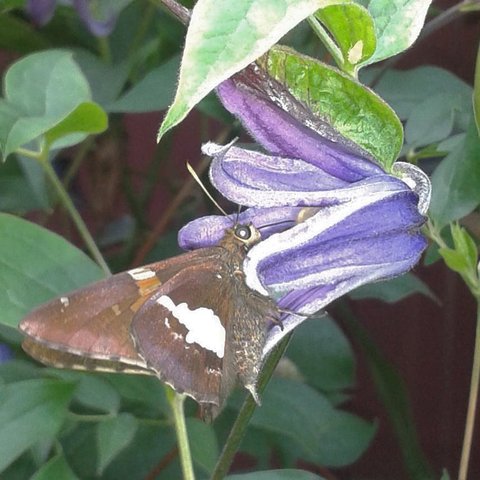 Clematis ianthina 'Josie's Midnight Blue' | Clematis 'Josie's Midnight ...