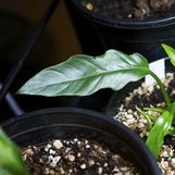 Philodendron pinnatifidum | | plant lust