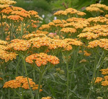 Achillea from multiple nurseries on Plant Lust
