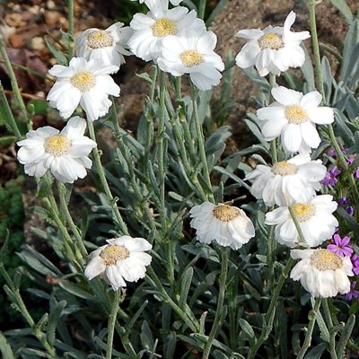 Achillea ageratifolia | Greek Yarrow | plant lust