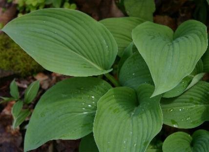 Hosta 'Snowden' | plant lust