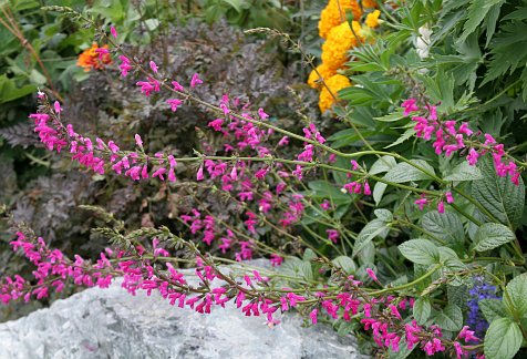 Salvia chiapensis | Chiapas Sage | plant lust