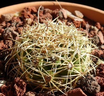 Coryphantha from multiple nurseries on Plant Lust