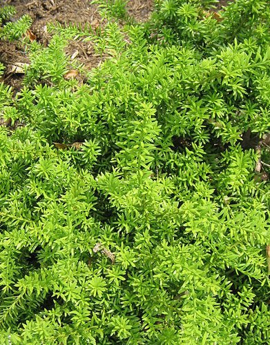 Podocarpus nivalis | Alpine ToTara | plant lust