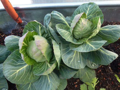 Pixie Cabbage | plant lust