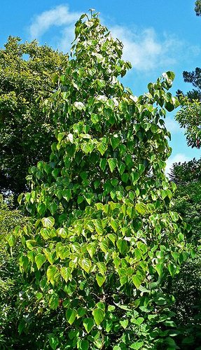Exbucklandia populnea | Pipli Tree | plant lust