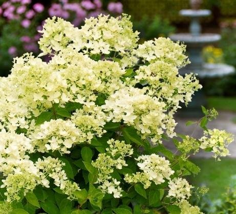 Hydrangea paniculata 'Bombshell' | Bomshell PanIcle Hydrangea | plant lust