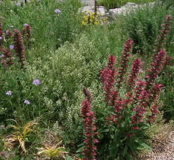 Echium from multiple nurseries on Plant Lust