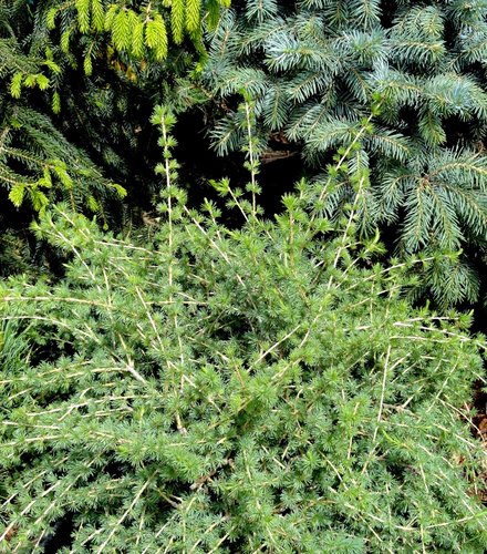 Larix decidua 'Prag' | Prag Dwarf Larch | Prag European Larch | plant lust