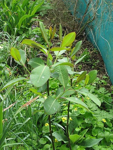 Salix magnifica - male | Magnificent Willow | plant lust