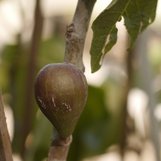 Negronne Fig | Ficus carica 'Violette de Bordeaux' | Violette de ...