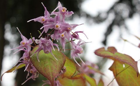 Epimedium 'Lilac Cascade' | Lilac Cascade Barrenwort | Lilac Cascade ...