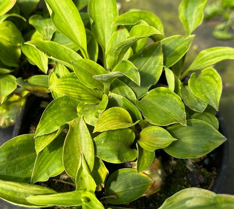 Hosta 'Paradise Sunset' | | plant lust