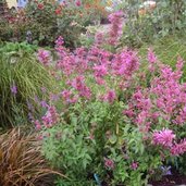 Agastache 'Blue Blazes' | Blue Blazes Anise Hyssop | Blue Blazes Hummingbird Mint | plant lust
