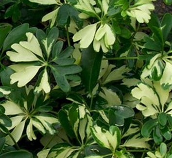 Schefflera from multiple nurseries on Plant Lust