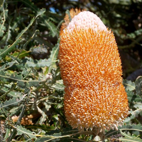 Banksia prionotes [Dwarf] | Dwarf Acorn Banksia | plant lust