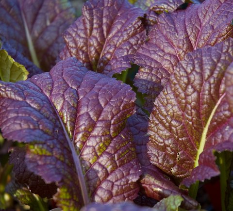 Osaka Purple Mustard | Osaka 'Giant Purple Mustard' | plant lust