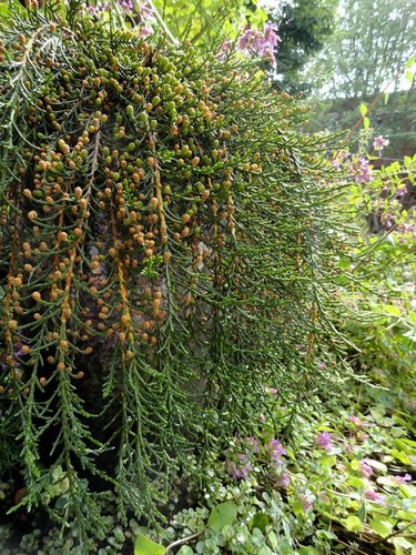 Microcachrys tetragona | Creeping Pine | Strawberry Pine | plant lust