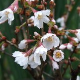 Prunus incisa 'Kojo No Mai' | Fuji Cherry | plant lust