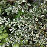Azara microphylla 'Variegata' | Vanilla Tree | Variegated Boxleaf Azara ...