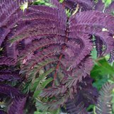 Albizia julibrissin Merlot Majik™ PP21990 | Merlot Majik™ Mimosa Tree ...