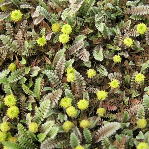 Leptinella pusilla | Cotula pusilla | Leptinella perpusilla | Black ...