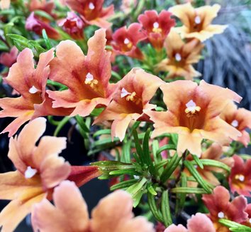 Diplacus from multiple nurseries on Plant Lust