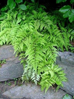 Athyrium 'Branford Rambler' | Athyrium x 'Branford Rambler' | Branford ...