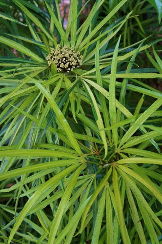 Osmoxylon lineare 'Variegata' | Boerlagiodendron lineare | Miagos Bush ...